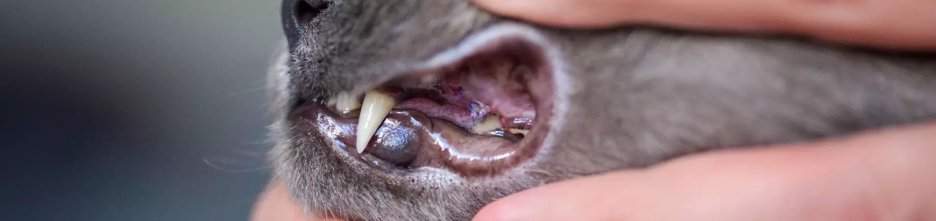La Stomatite du Chat : Une infection de la bouche du chat – Museau & Co